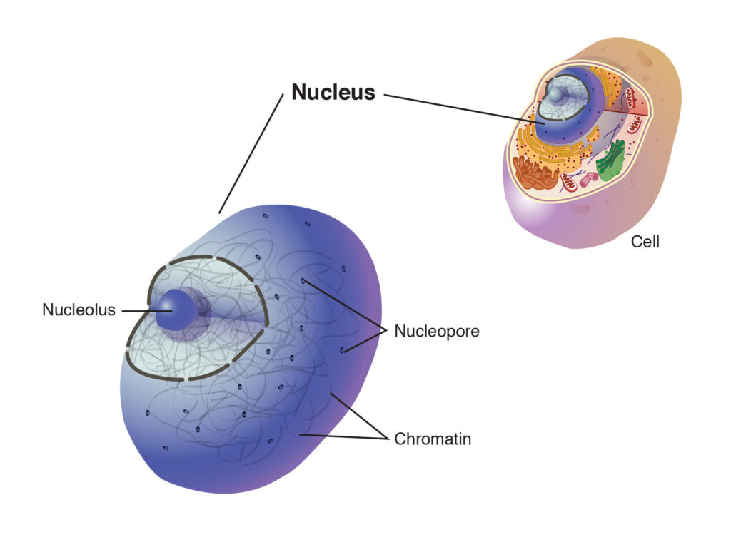 Cell Nucleus Labeled Diagram | Anatomy and Structure