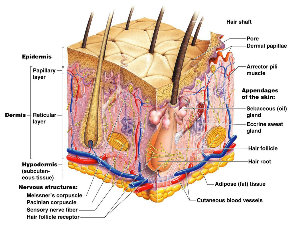 Skin Labeled Diagram | Anatomy and Structure