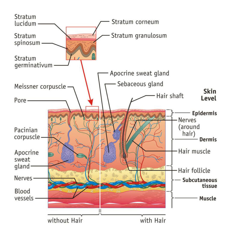 Skin Labeled Diagram | Anatomy and Structure