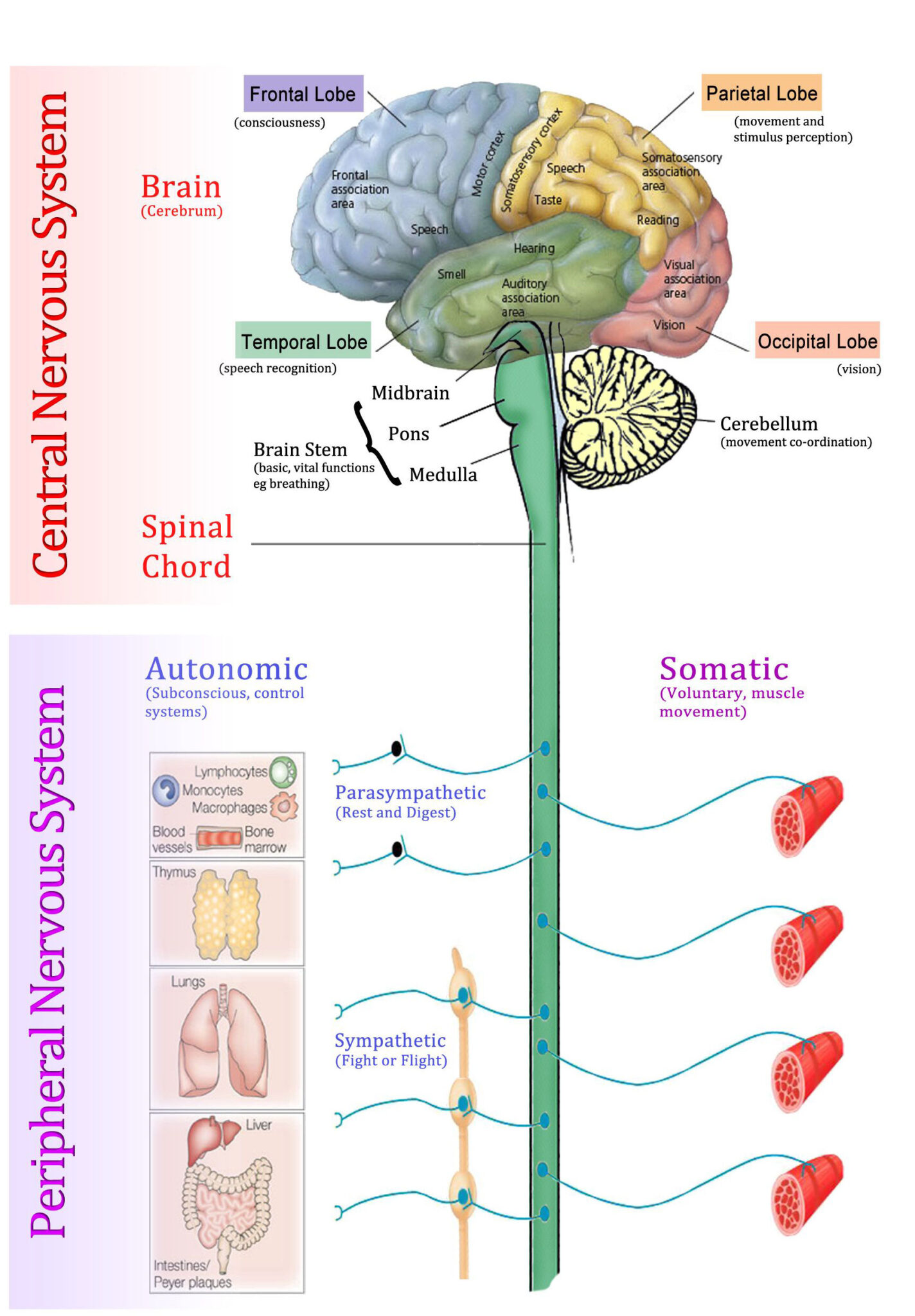 Central Nervous System Labeled Diagram | Anatomy and Structure