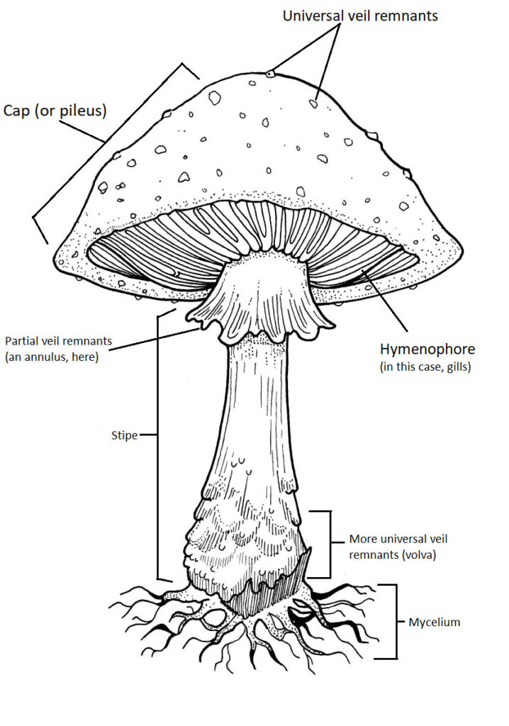 Mushroom Labeled Diagram | Anatomy and Structure
