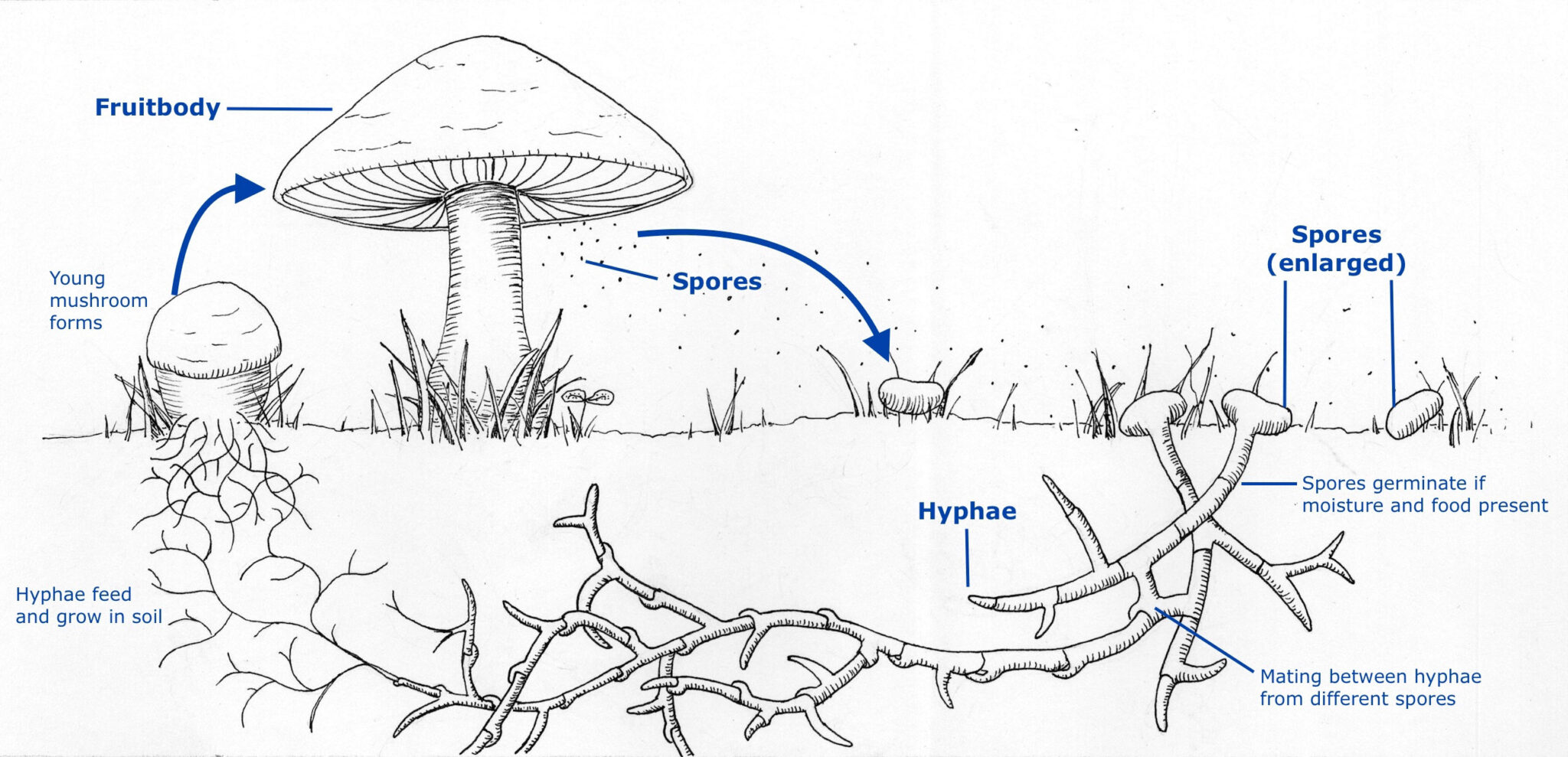 Mushroom Labeled Diagram | Anatomy and Structure