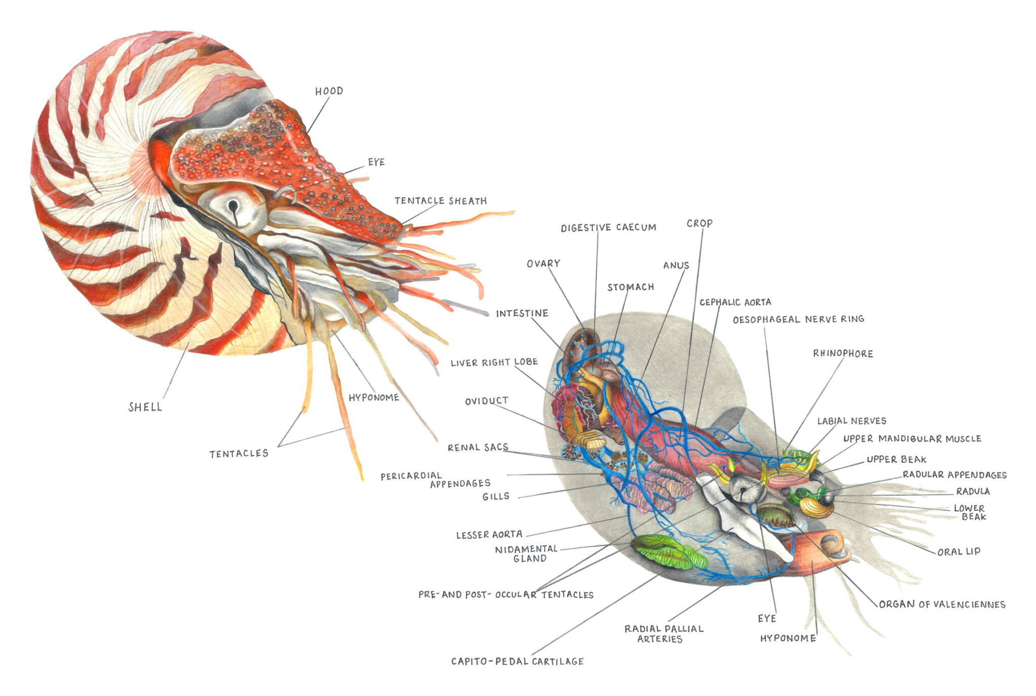 Nautilus Labeled Diagram | Anatomy and Structure