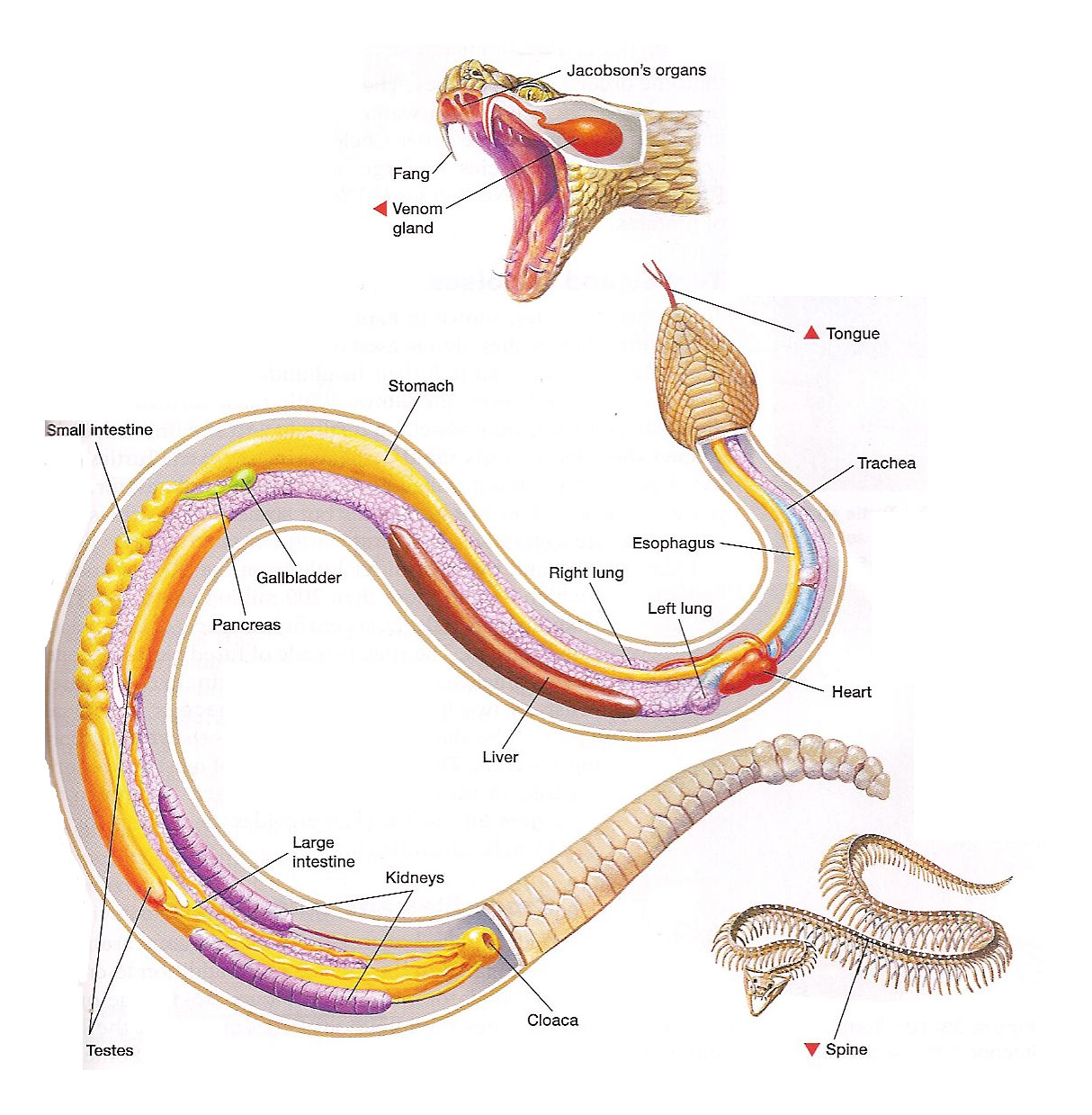 Snake Anatomy Diagram Parts Of The Body Of A Snake Display Poster