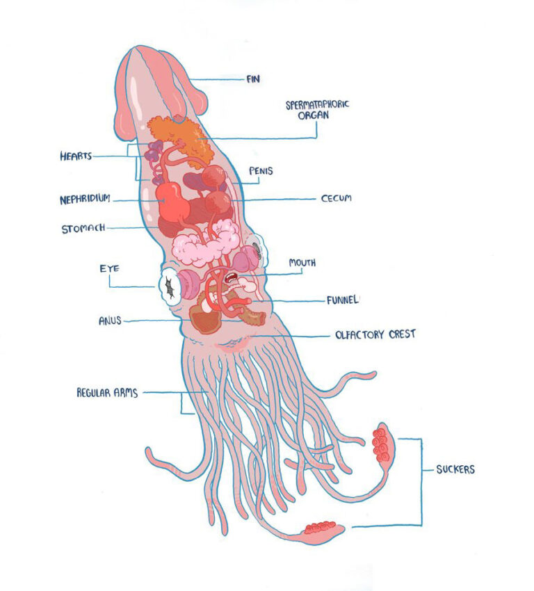 Squid Labeled Diagram | Anatomy and Structure