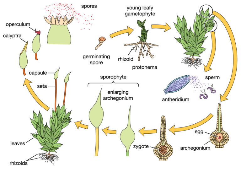 Moss Labeled Diagram | Anatomy and Structure