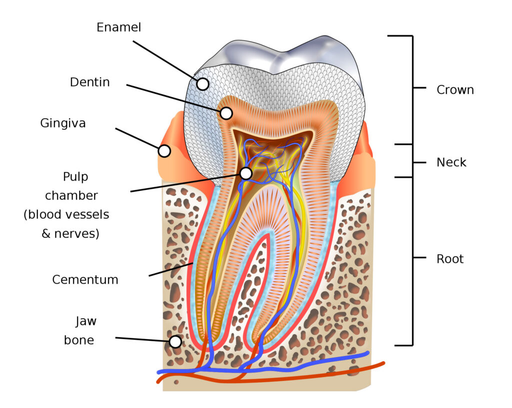 Tooth Labeled Diagram | Anatomy and Structure