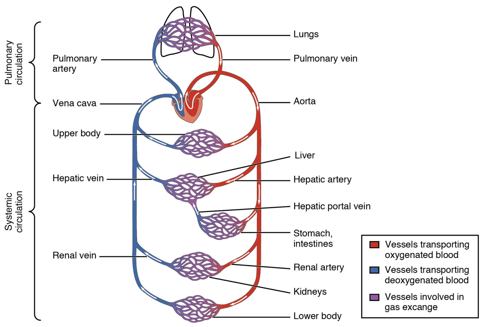 Circulatory System (Blood flow) Labeled Diagram | Anatomy and Structure