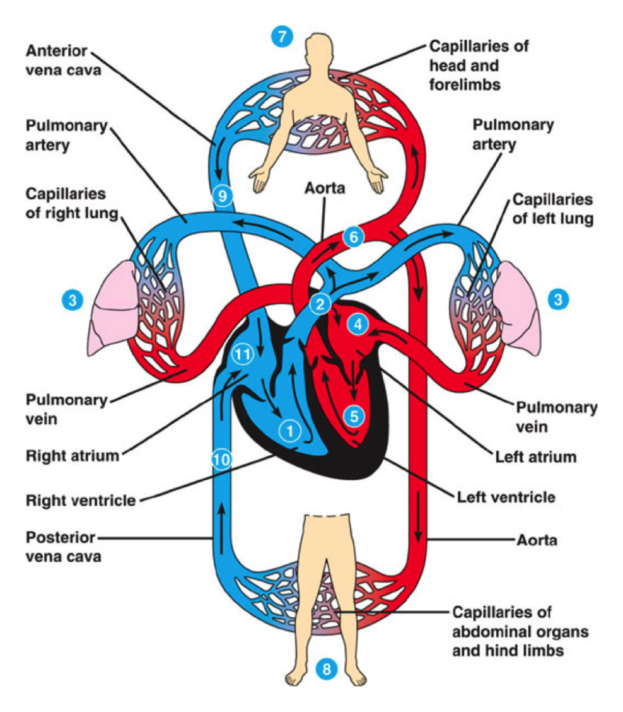 Human Circulatory System Diagram Labeled Circulatory System Of The Human Circulatory System Diagram Labeled Circulatory System Of The