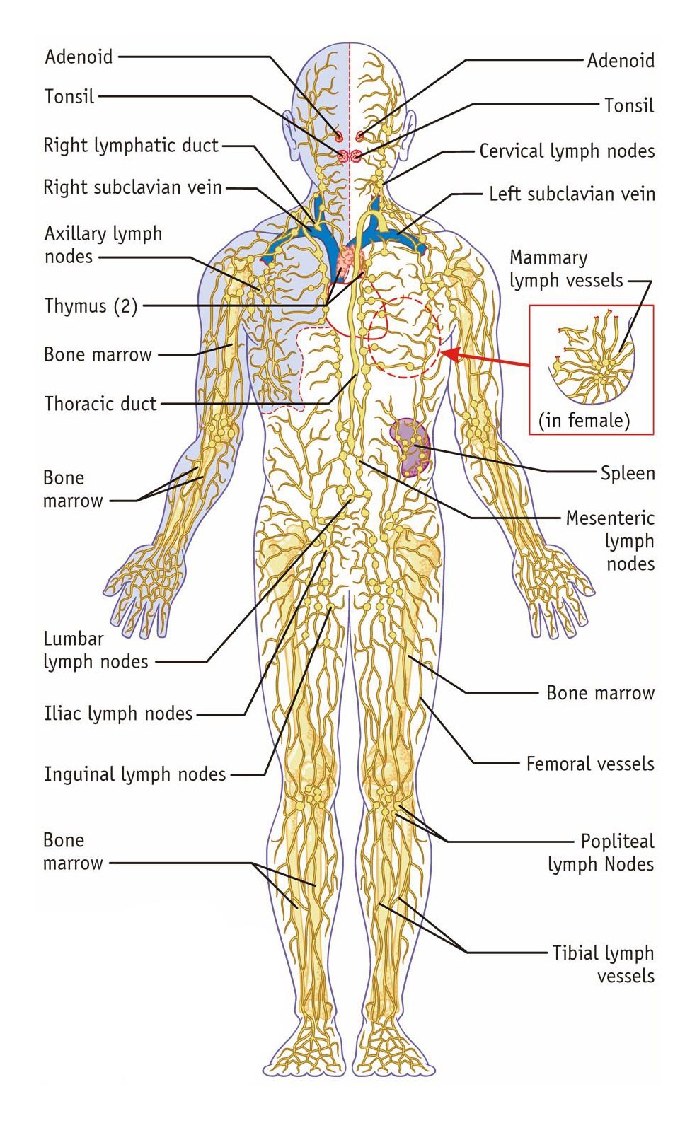 Female Lymphatic System Diagram Female Lymphatic System Diagram