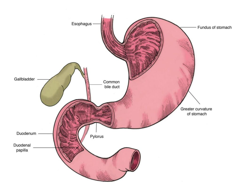 Stomach Labeled Diagram | Anatomy and Structure