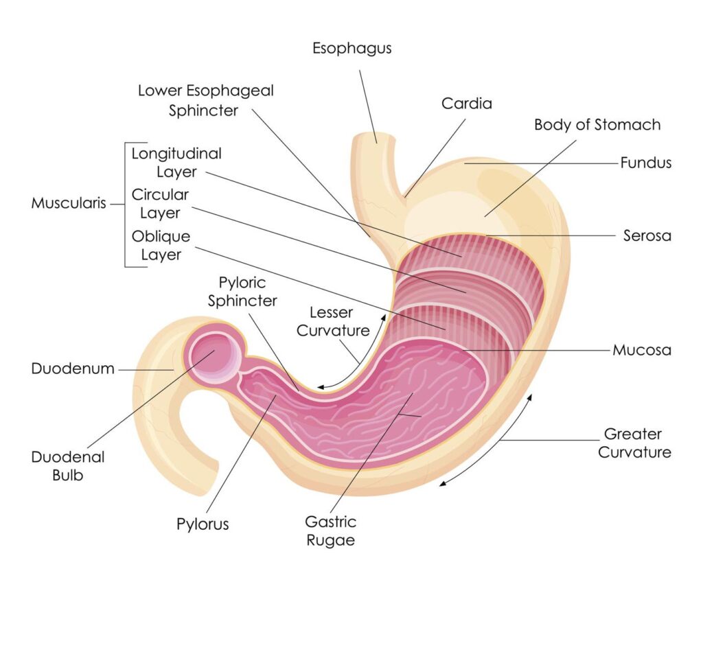 Stomach Labeled Diagram | Anatomy and Structure