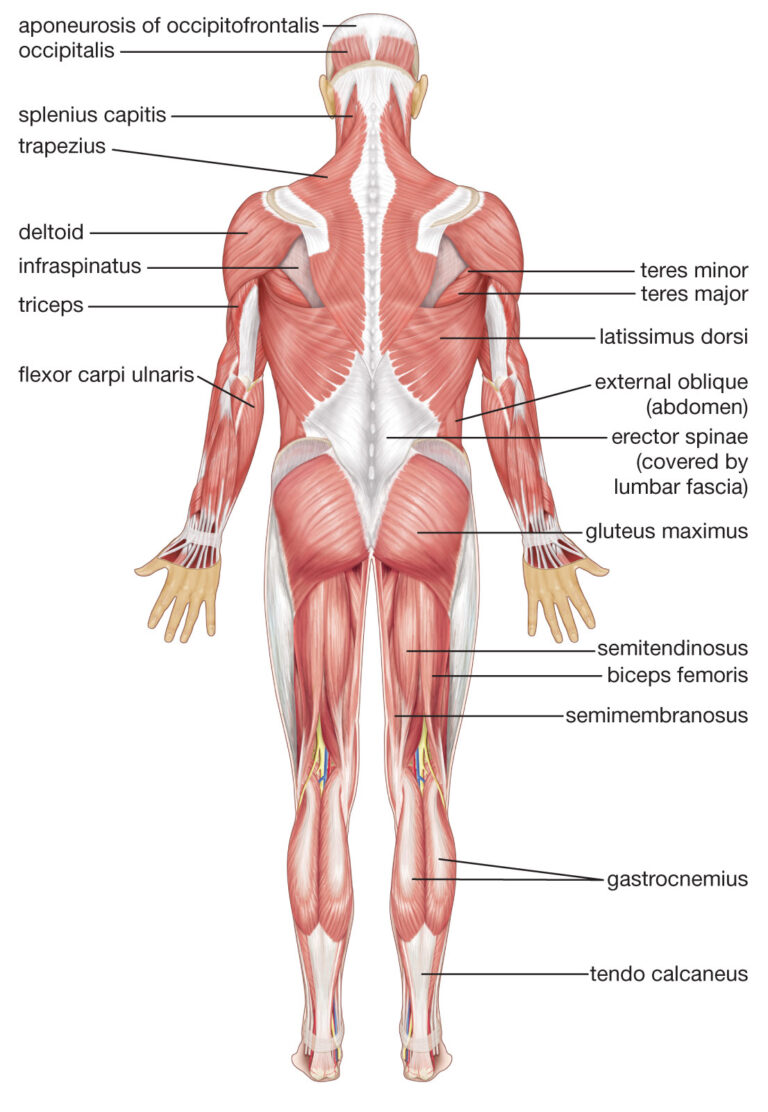 Back muscles Labeled Diagram | Anatomy and Structure