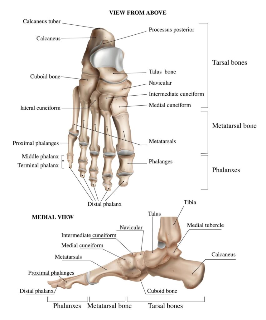 Foot bones Labeled Diagram | Anatomy and Structure