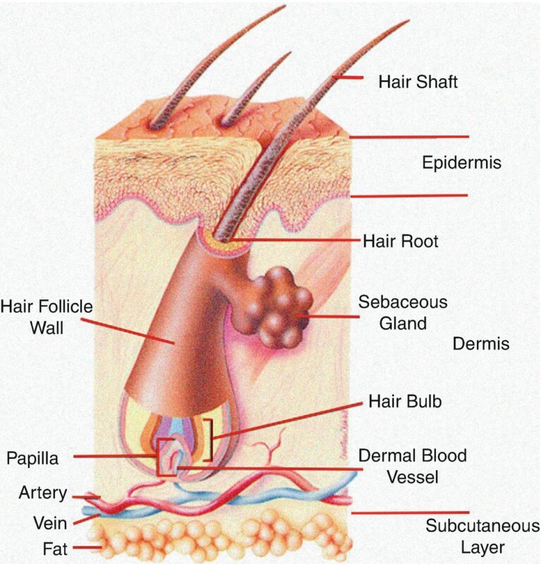 Hair Labeled Diagram | Anatomy and Structure