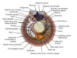 Scallop Labeled Diagram | Anatomy and Structure